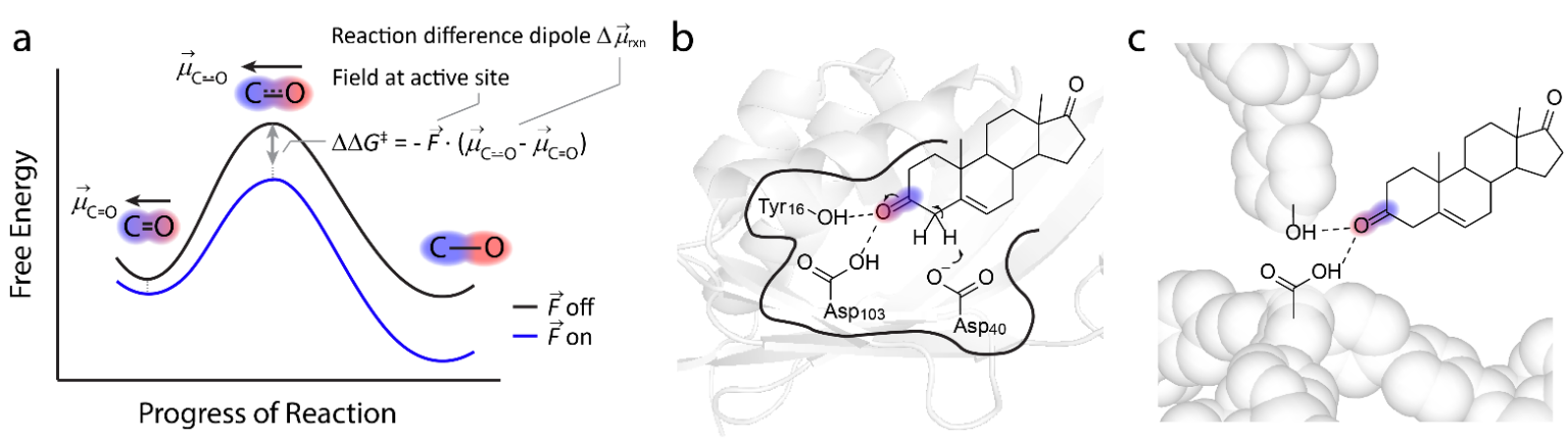 Human Frontier Science Program Grant for modelling the electric field ...