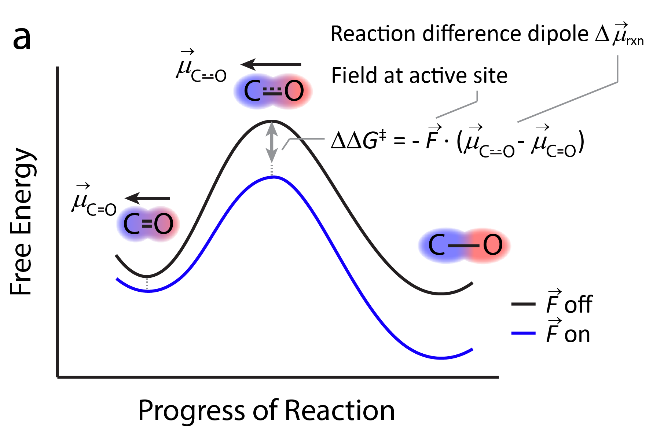 Human Frontier Science Program Grant for modelling the electric field ...
